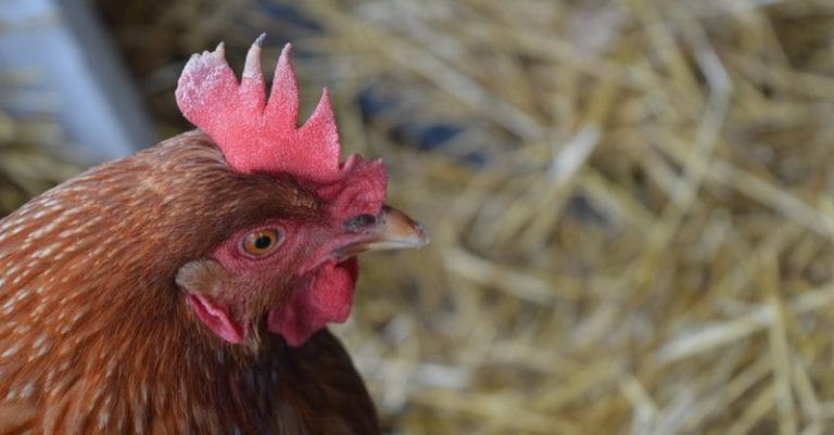 The ISA Brown: Everything you need to know