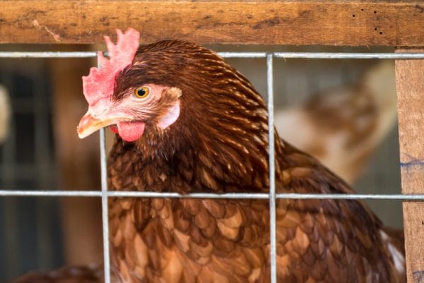 Rewarding Experience Of Rehousing Battery Hens - Cocoon Chicken Coops