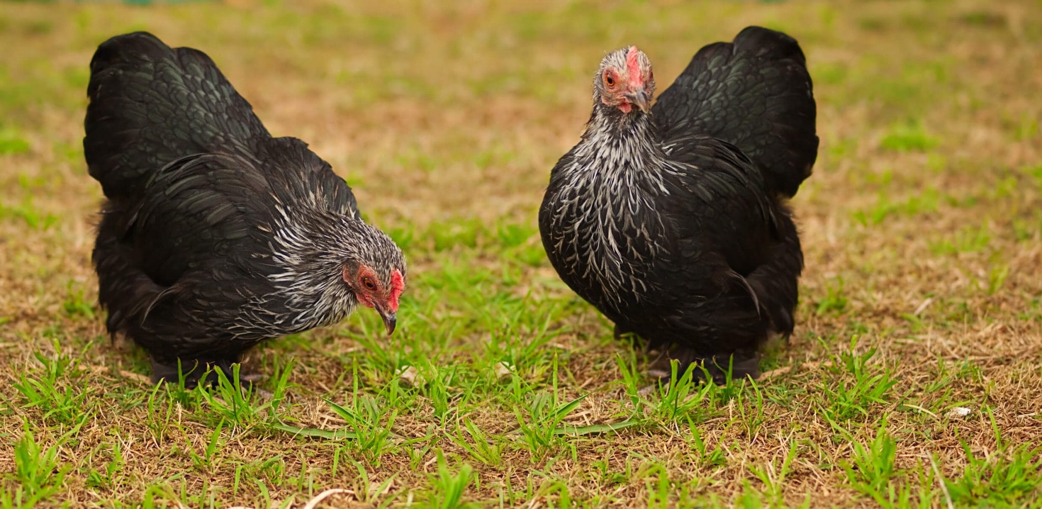 The best Chicken Breeds for Show - Cocoon Chicken Coops