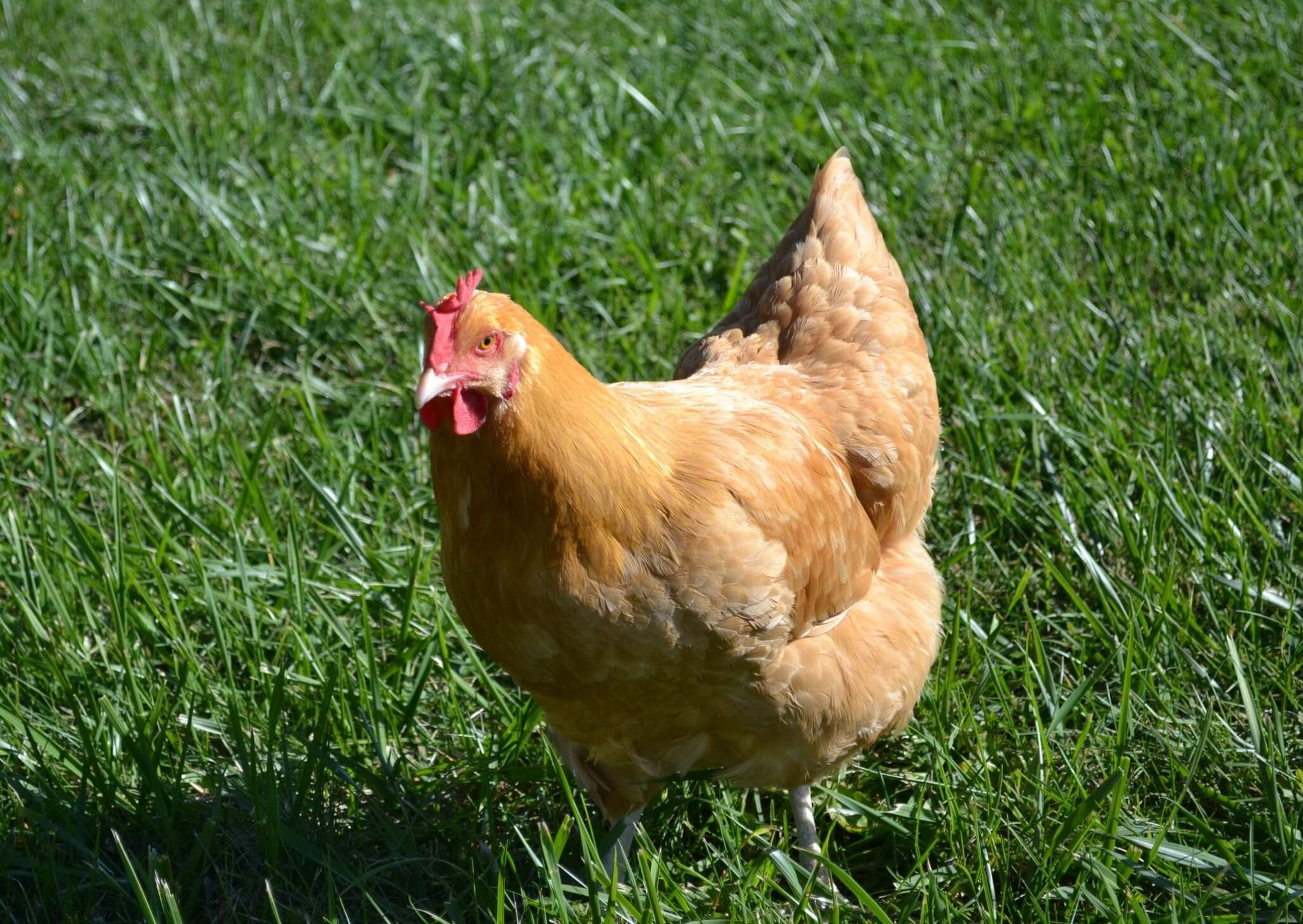 The best Chicken Breeds for Show - Cocoon Chicken Coops